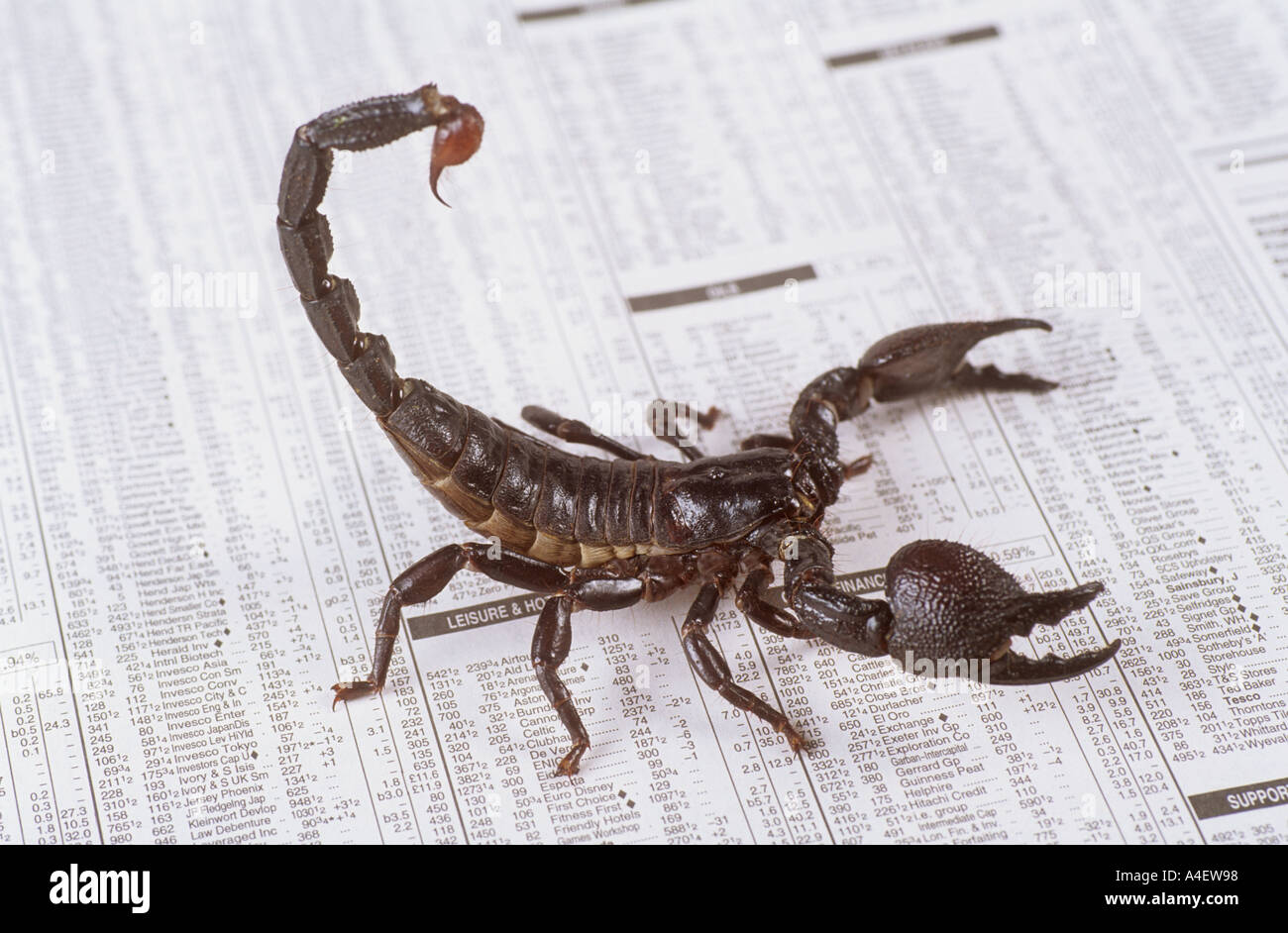 Stung by scorpion hi-res stock photography and images - Alamy