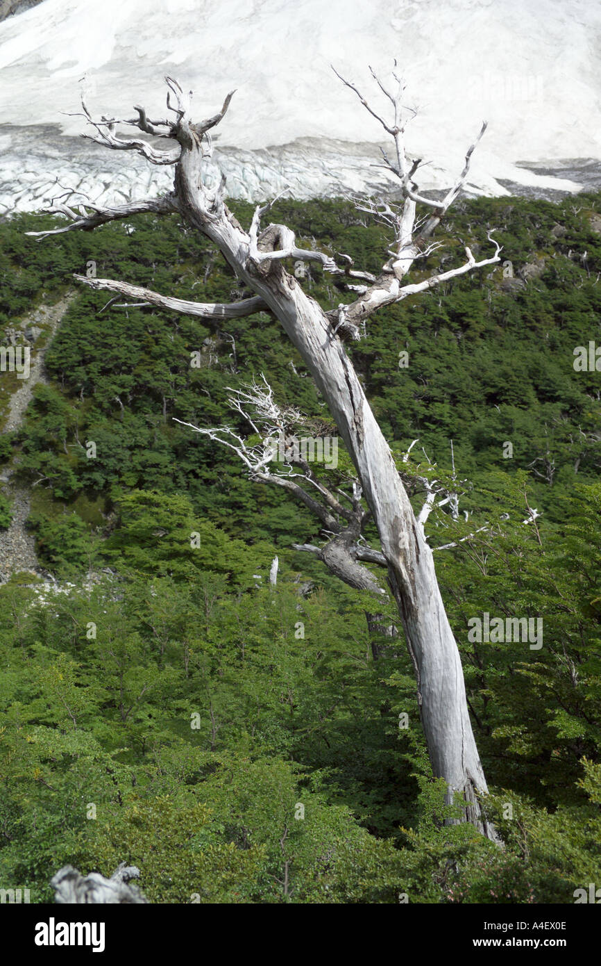Valle del arbol hi-res stock photography and images - Alamy