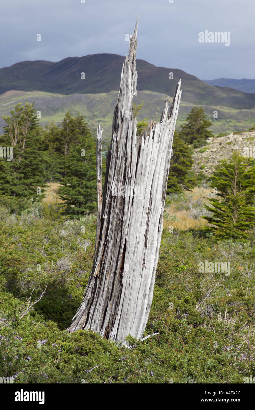 árbol del sur hi-res stock photography and images - Alamy