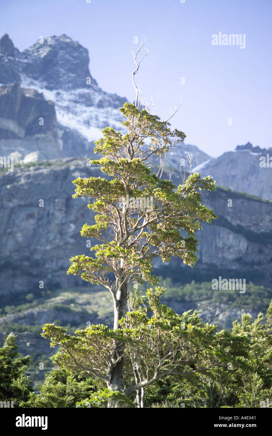 Tree with Cuernos del Paine behind in the Torres del Paine National ...
