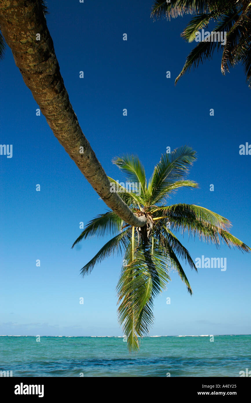 palm tree over the ocean on oahu Stock Photo - Alamy