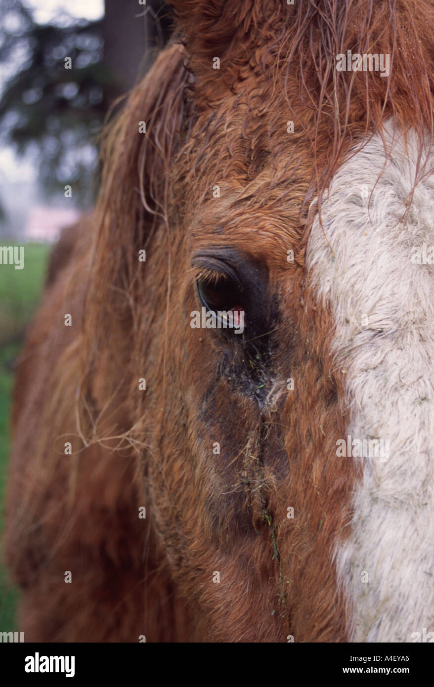 Horse sad hi-res stock photography and images - Alamy