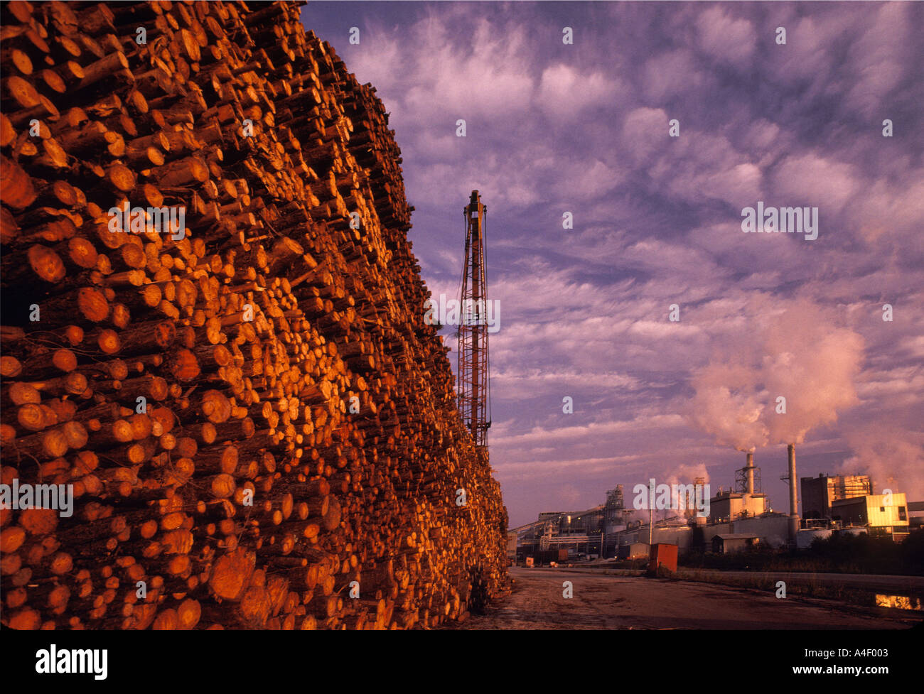 Paper mill pulp wood hi-res stock photography and images - Alamy