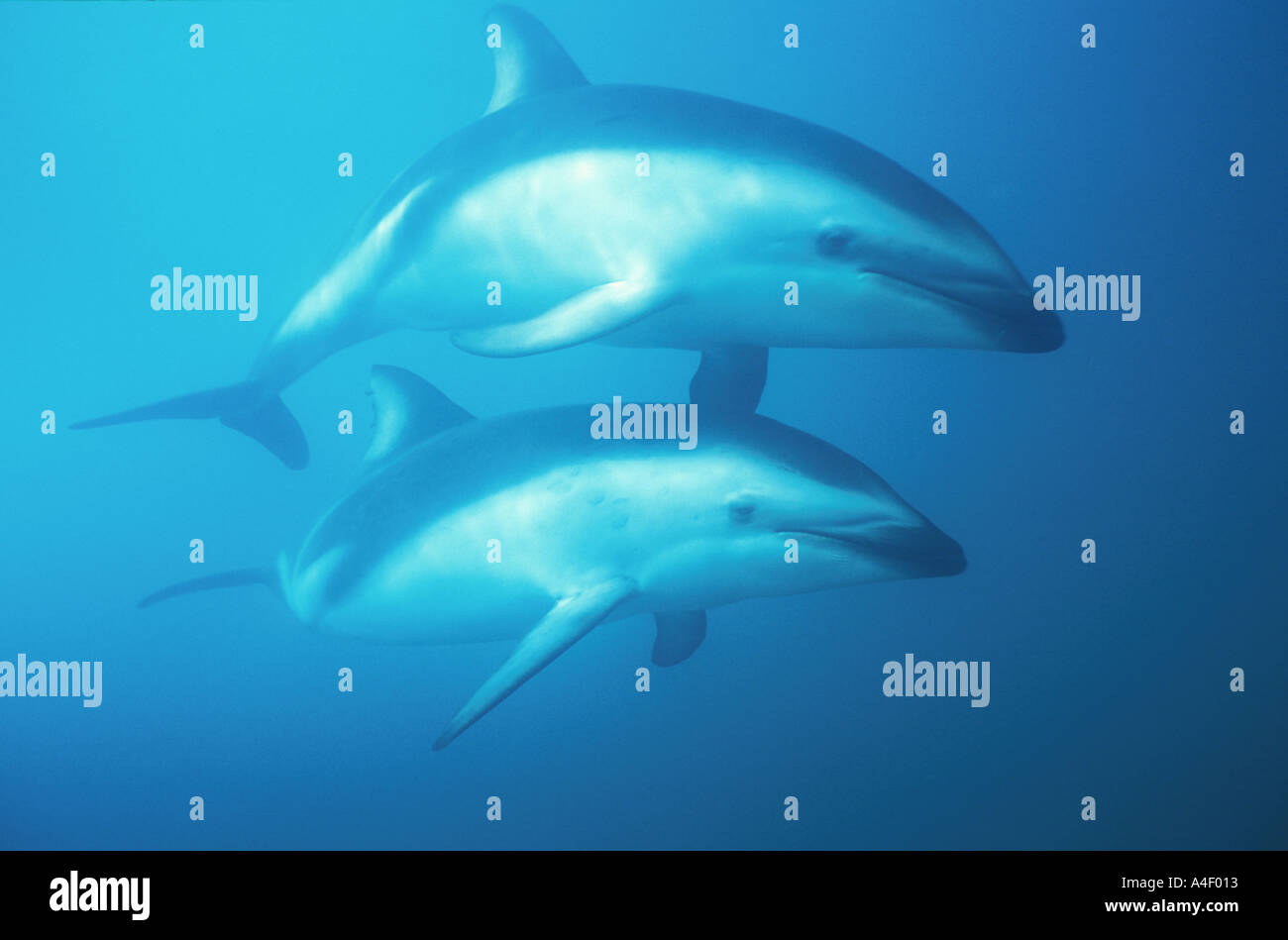 Dusky Dolphins Lagenorhynchus obscurus Stock Photo - Alamy