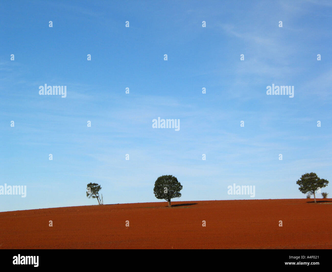 Red field with trees Stock Photo - Alamy