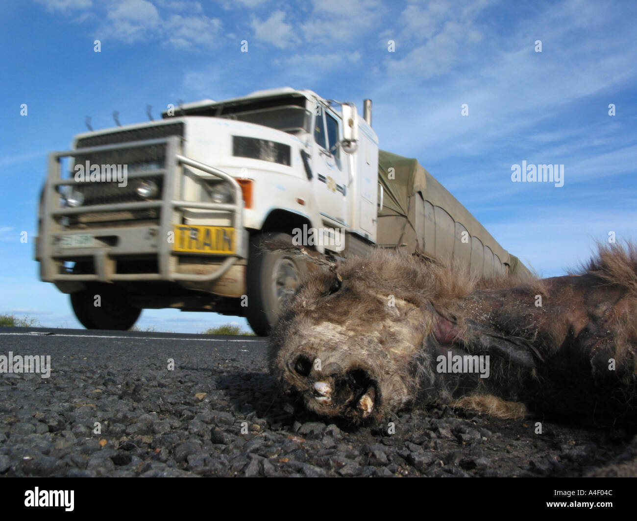 Roadkill and road train Stock Photo - Alamy