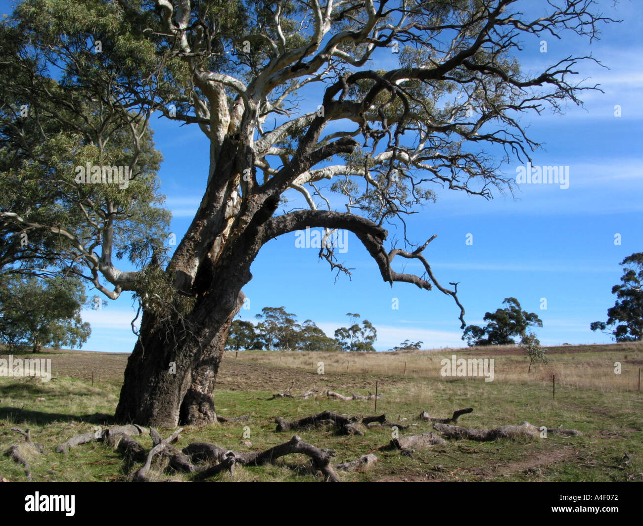 Old gum tree Stock Photo - Alamy