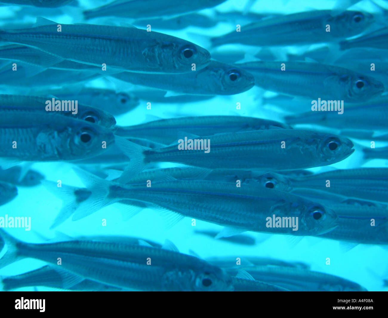 Great barrier reef australia small fish hi-res stock photography and ...