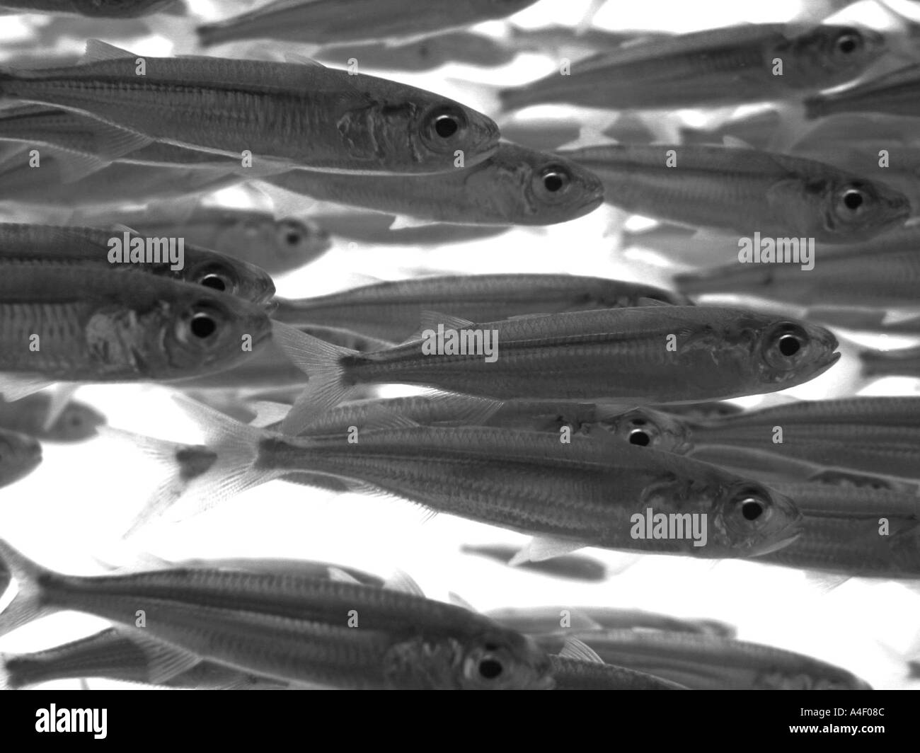 Anchovy school Black and White Stock Photos & Images - Alamy