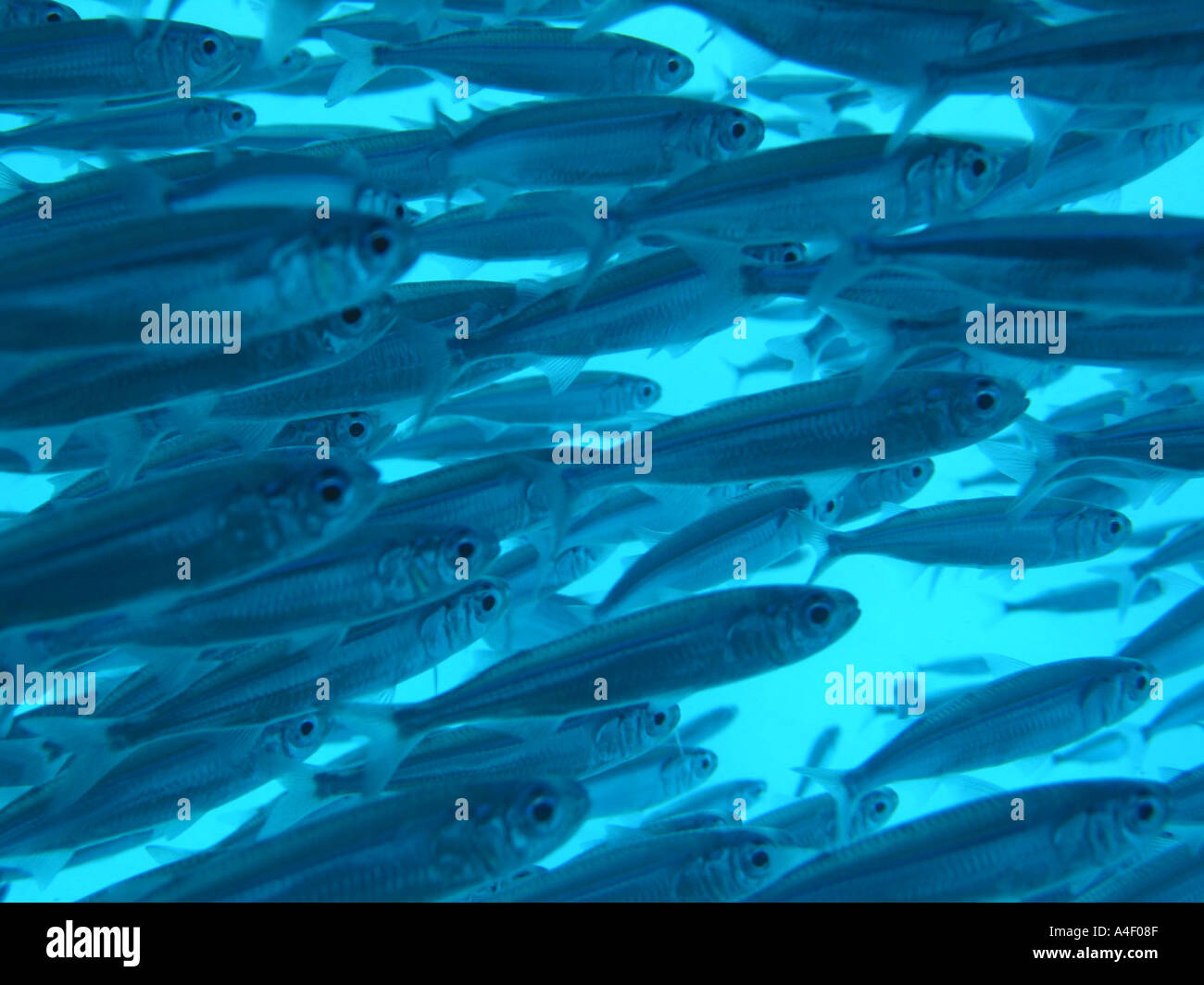 Great Barrier Reef Australia Small Fish Stock Photos & Great Barrier ...