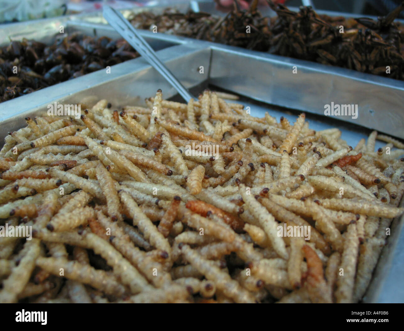 Bug snacks hi-res stock photography and images - Alamy