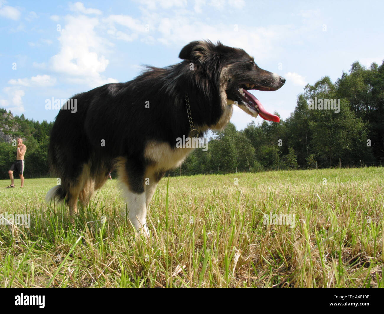 Farmer with sheepdog field hi-res stock photography and images - Alamy