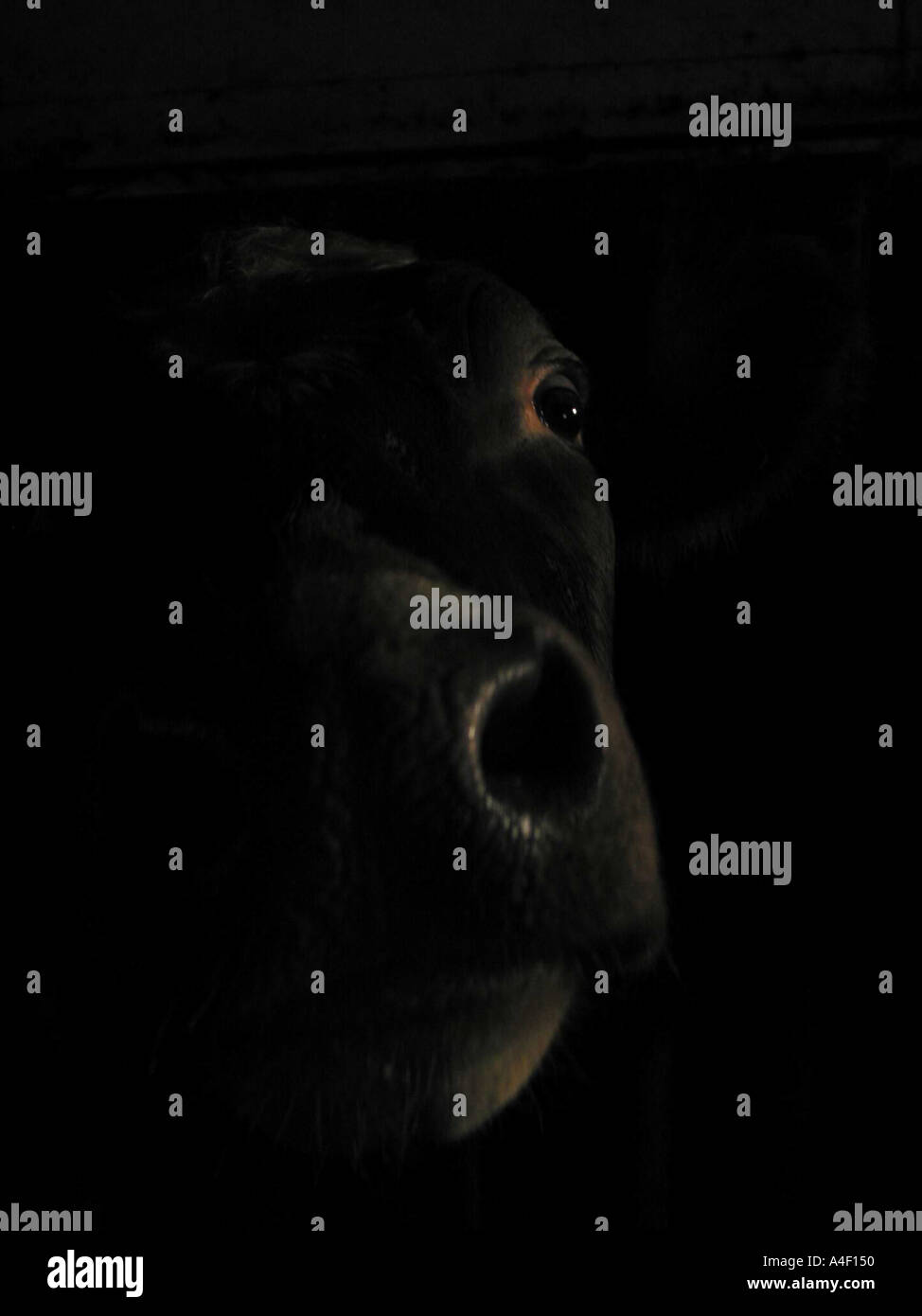 Beef calf interior hi-res stock photography and images - Alamy