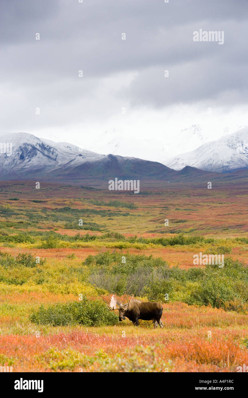 alaska denali national park bull moose in fall september fresh snow ...