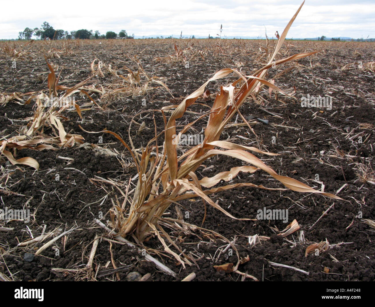Dead plant in soil Stock Photo - Alamy