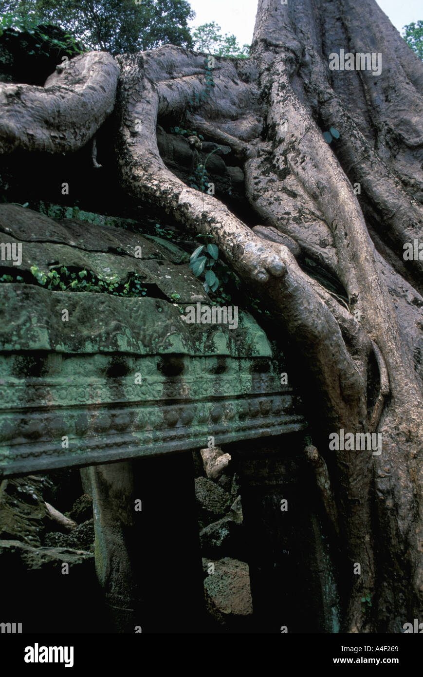 Cambodia Temples of Angkor Ta Prohm Stock Photo - Alamy