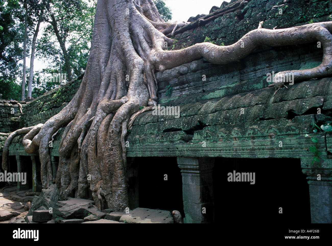 Cambodia Temples of Angkor Ta Prohm Stock Photo - Alamy