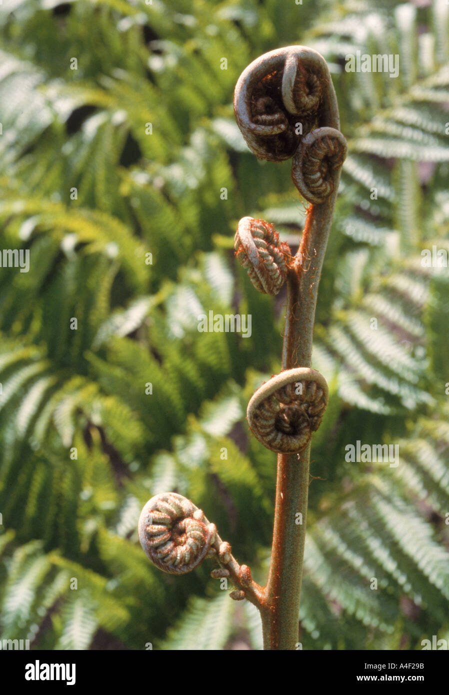 New zealand curled fern hi-res stock photography and images - Alamy