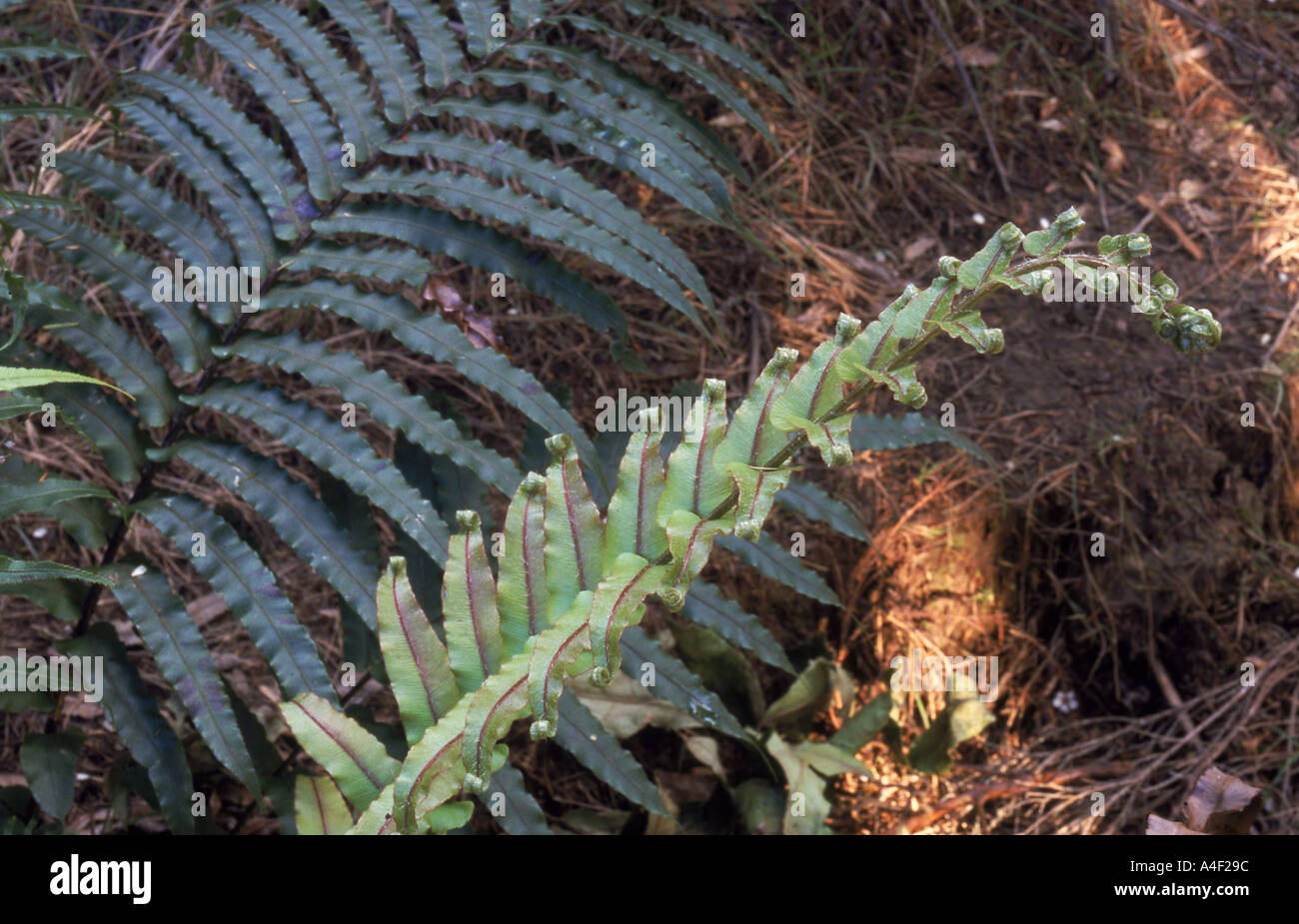 New zealand curled fern hi-res stock photography and images - Alamy