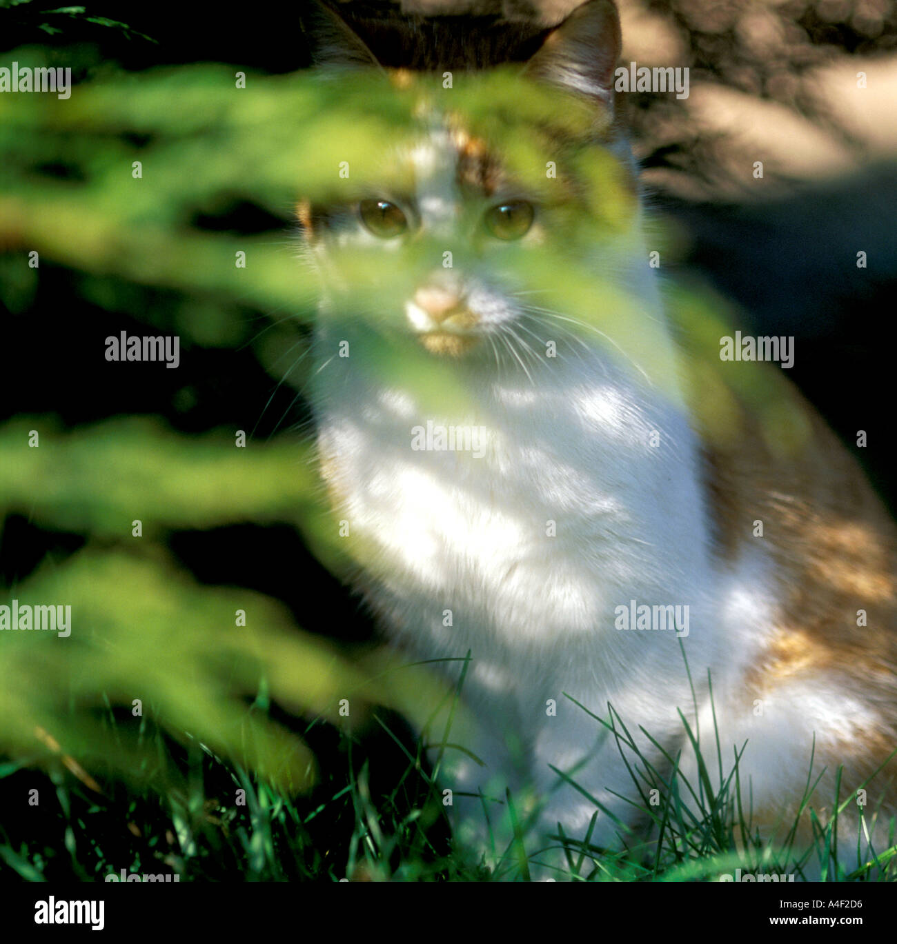 Ginger cat behind Leylandii tree Stock Photo - Alamy