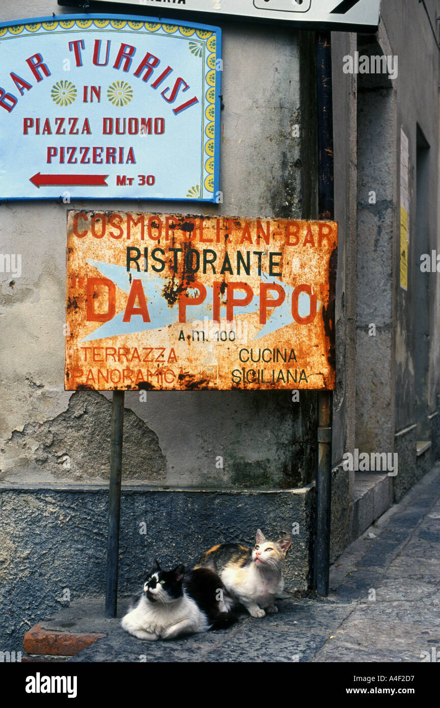 Feral Cats in Sicily, Italy Stock Photo - Alamy