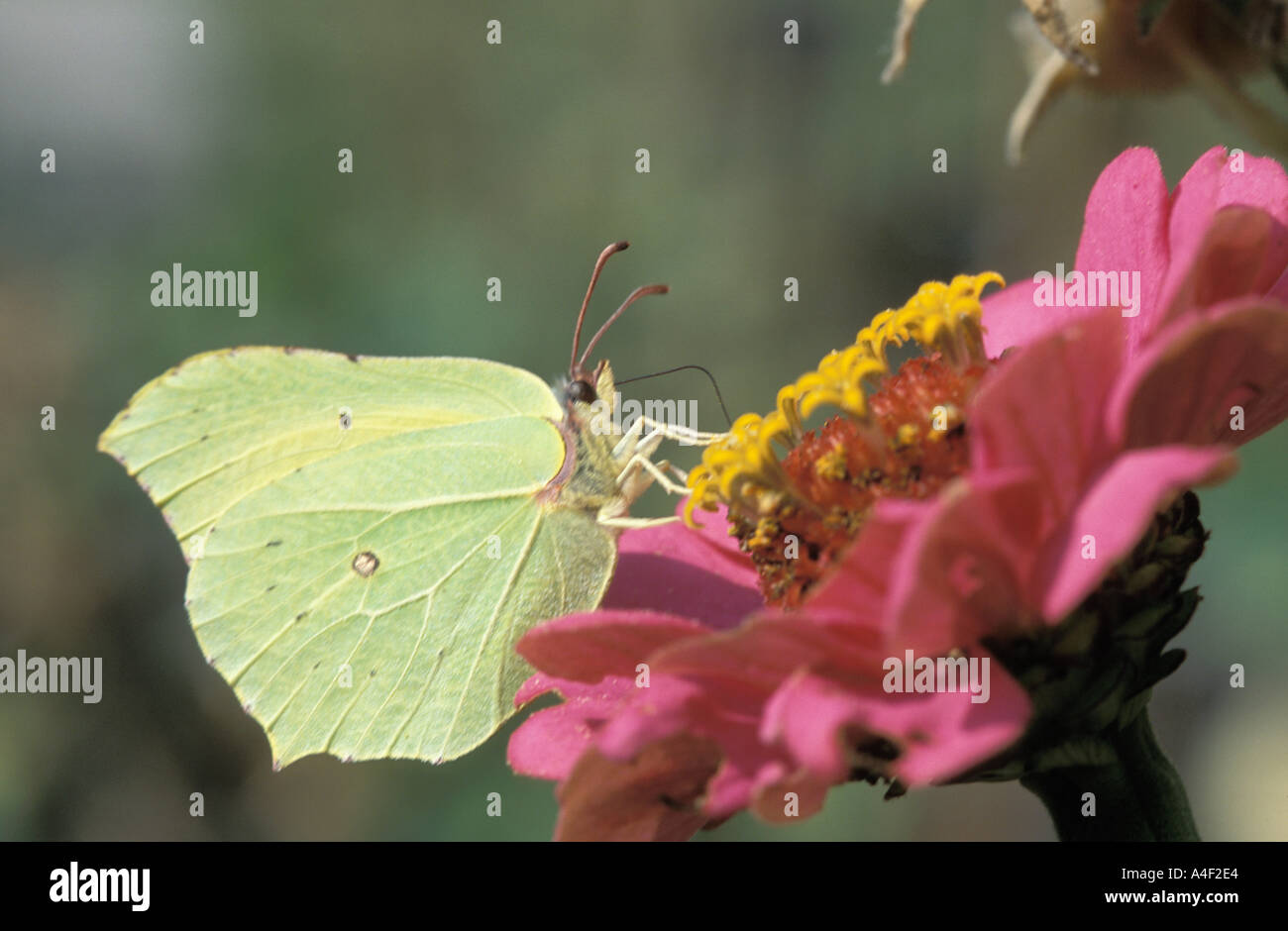 Brimstone butterfly yellow hi-res stock photography and images - Alamy