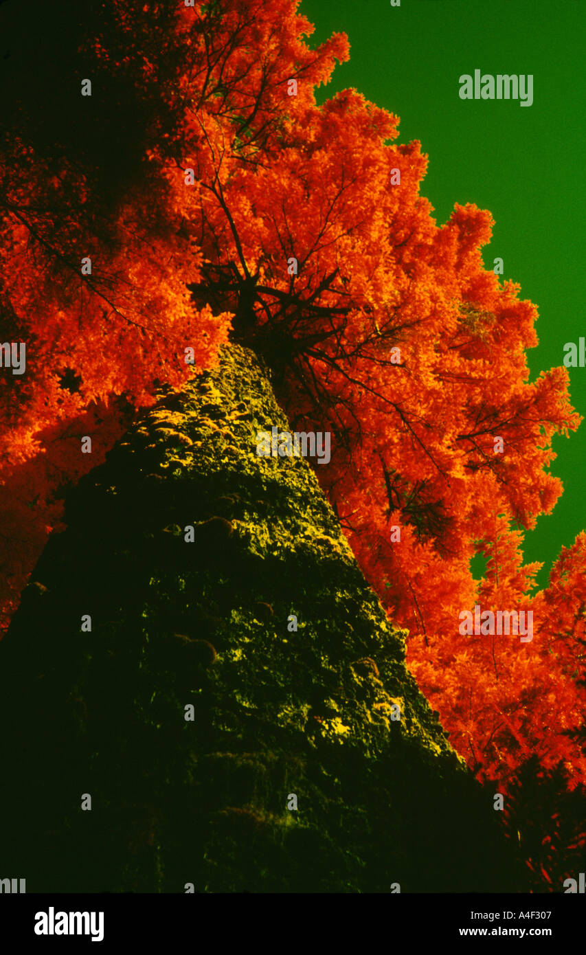 False colour infrared hi-res stock photography and images - Alamy