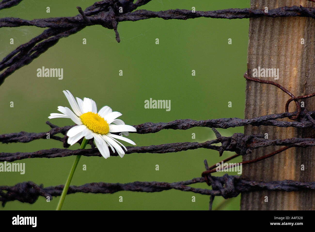 Daisy growing through barb wire fencing Stock Photo - Alamy