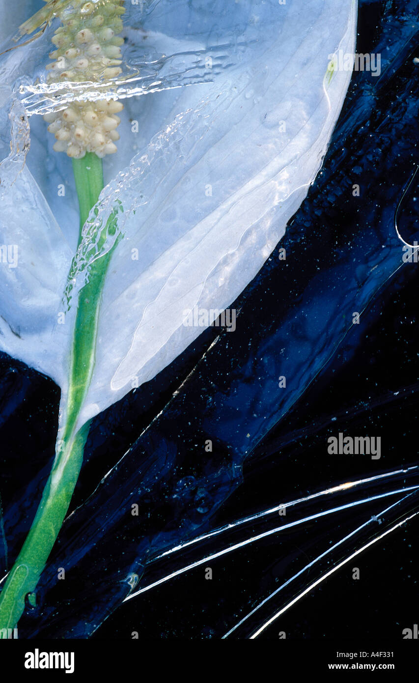 Close up study of white peace lily flower encased in ice Stock Photo ...