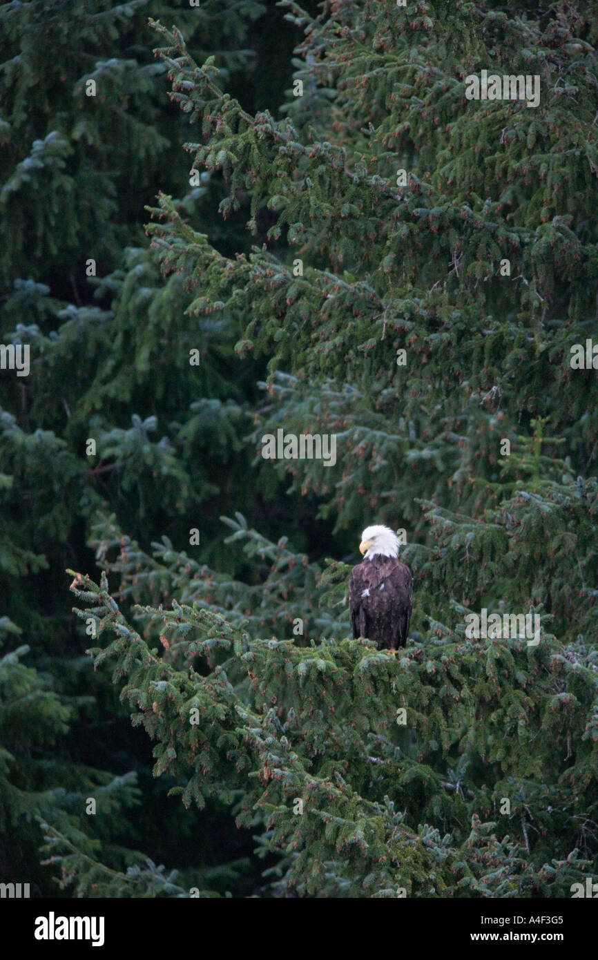 alaska bald eagle in spruce tree forest along the chilkoot river near ...