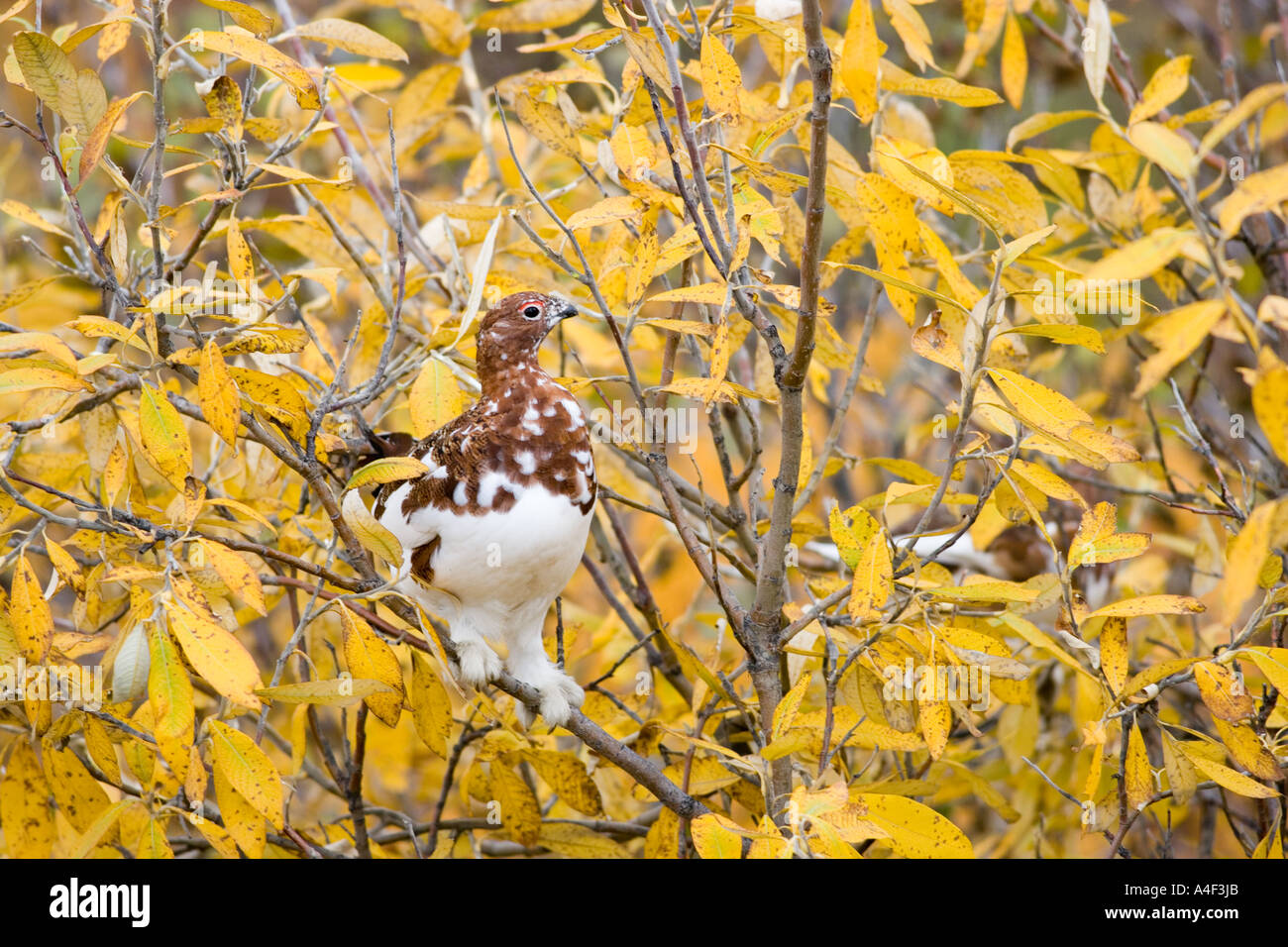 alaska willow ptarmigan in willow plumage changing from summer to ...