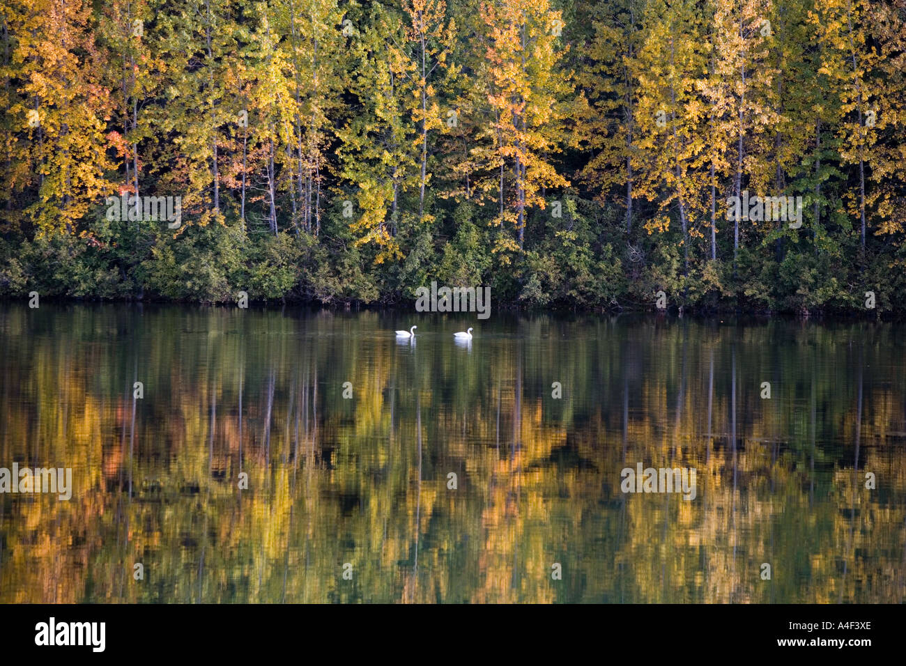 Kenai swan hi-res stock photography and images - Alamy