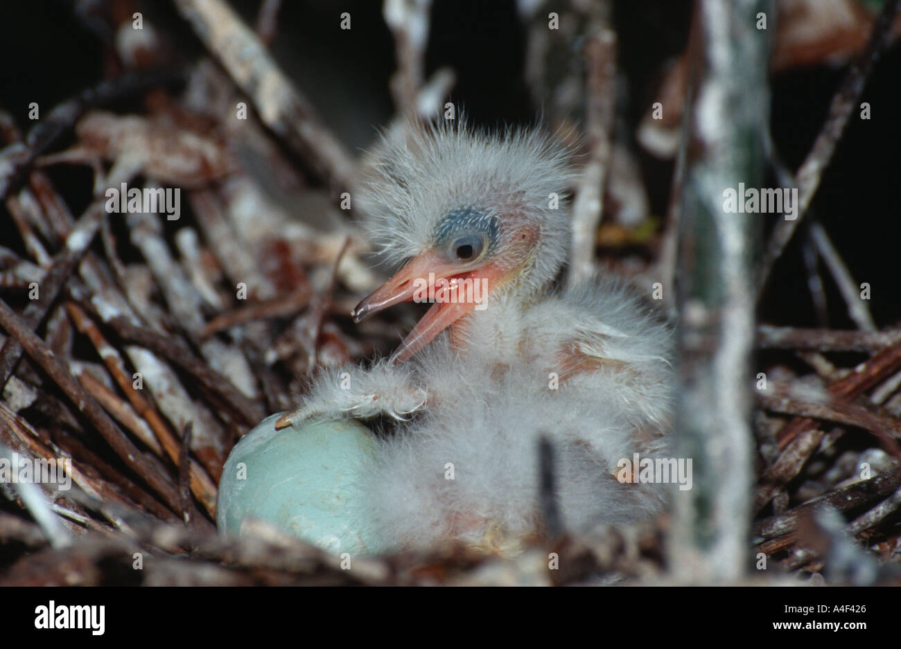 Juvenile Snowy Egret High Resolution Stock Photography and Images - Alamy
