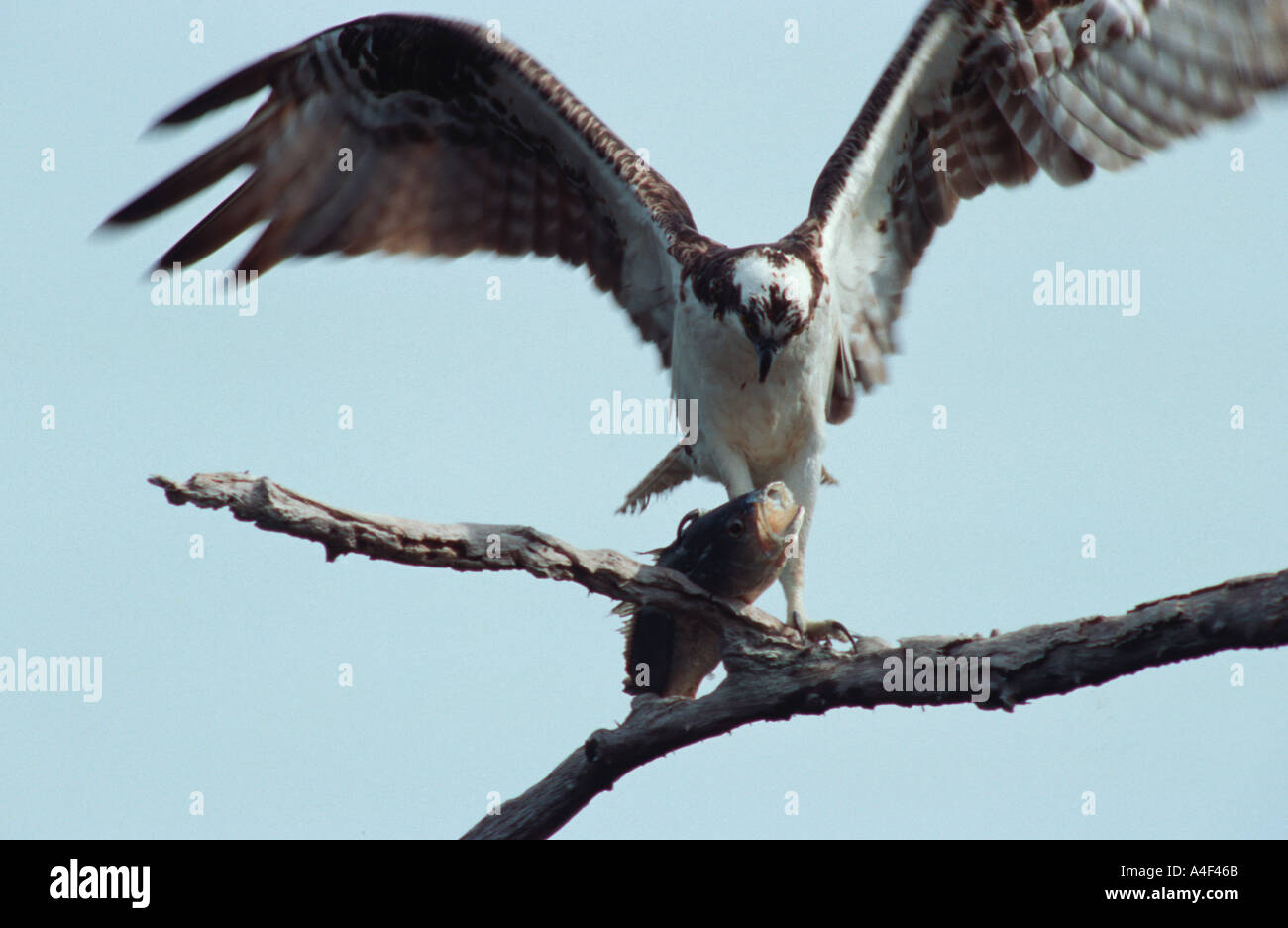 Osprey Pandion haliaetus Aguia pescadora Lake Januaca Amazon Brazil ...