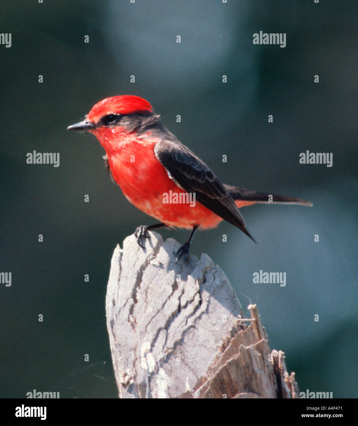 Vermilion Flycatcher Pyrocephalus rubinus Príncipe Northern Pantanal ...