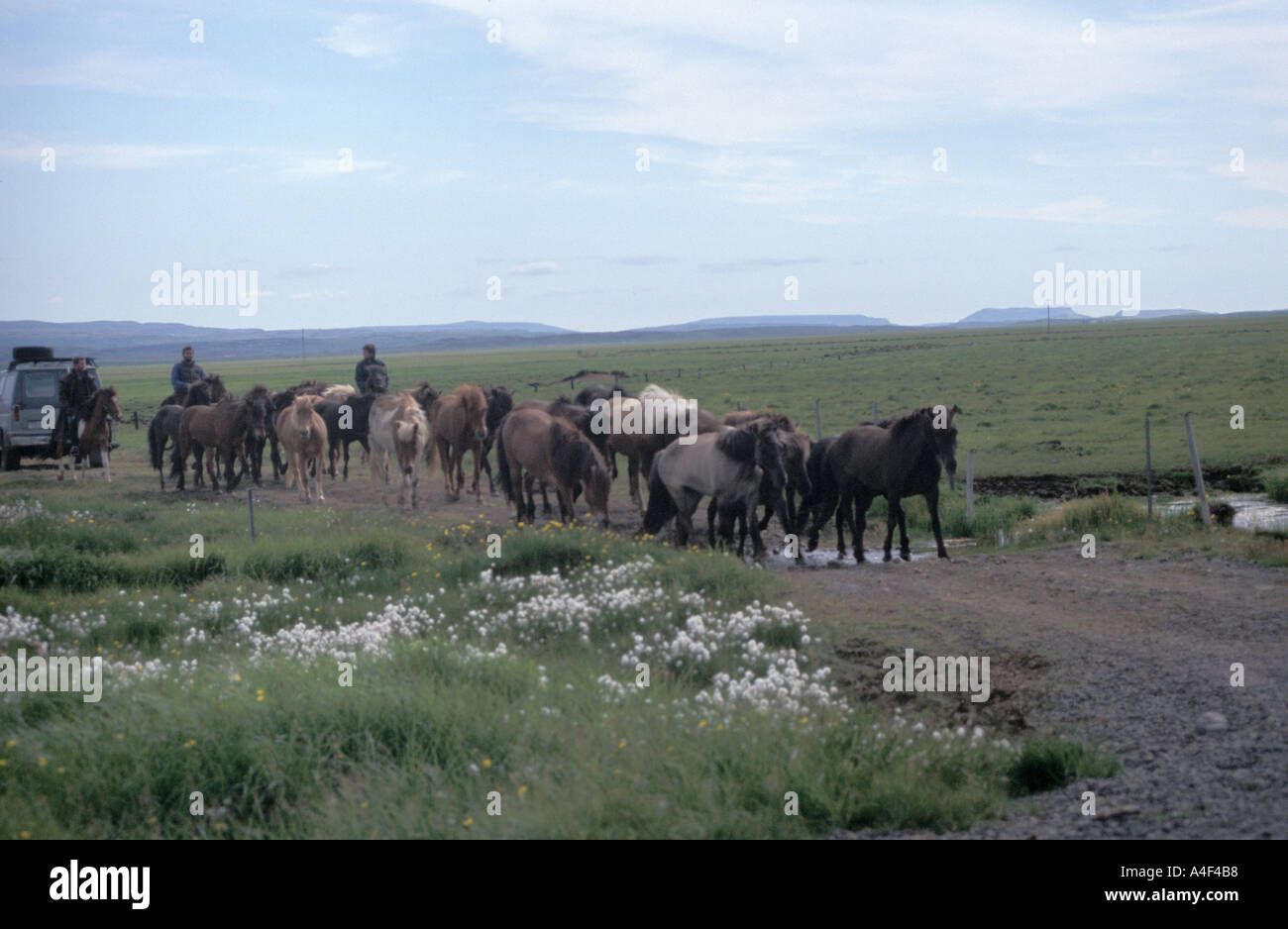 Pony drive hi-res stock photography and images - Alamy