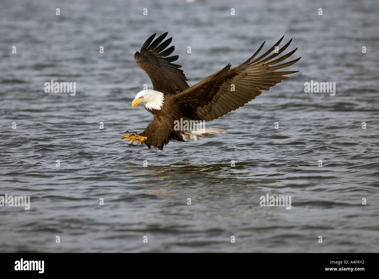 Bald eagle swooping hi-res stock photography and images - Alamy