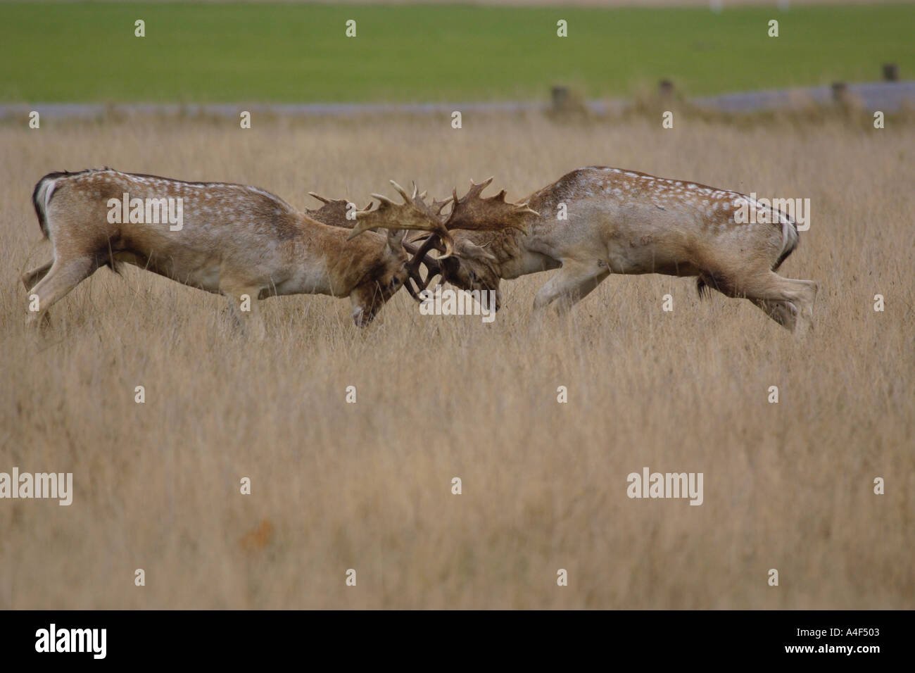Strong stags hi-res stock photography and images - Alamy