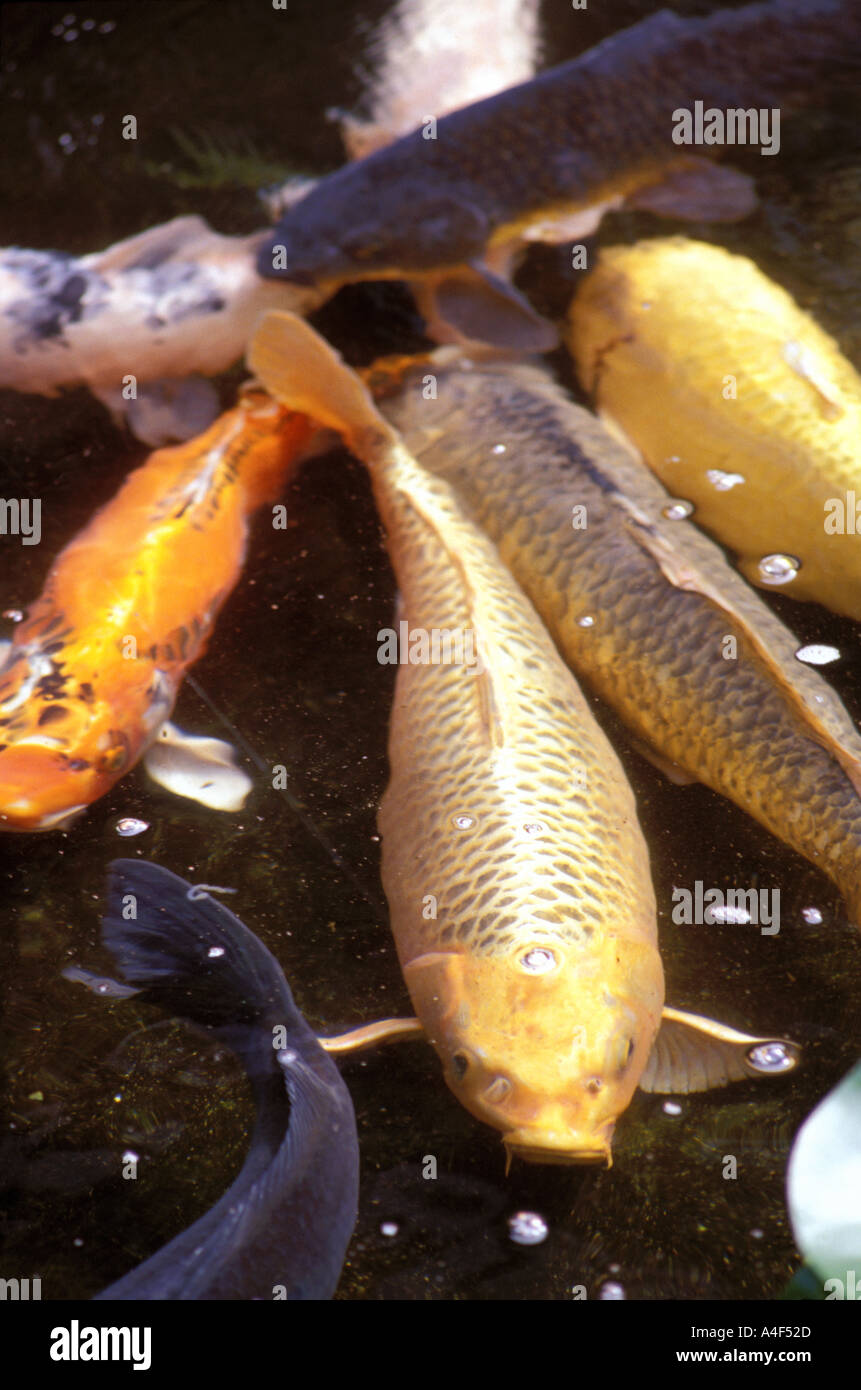 Japan Tokyo Koi carp Stock Photo - Alamy