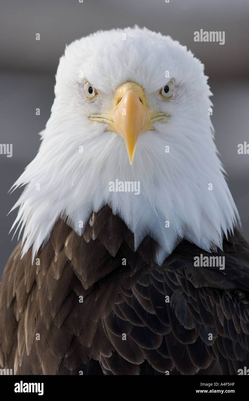 Bald Eagle Alaska Stock Photo - Alamy