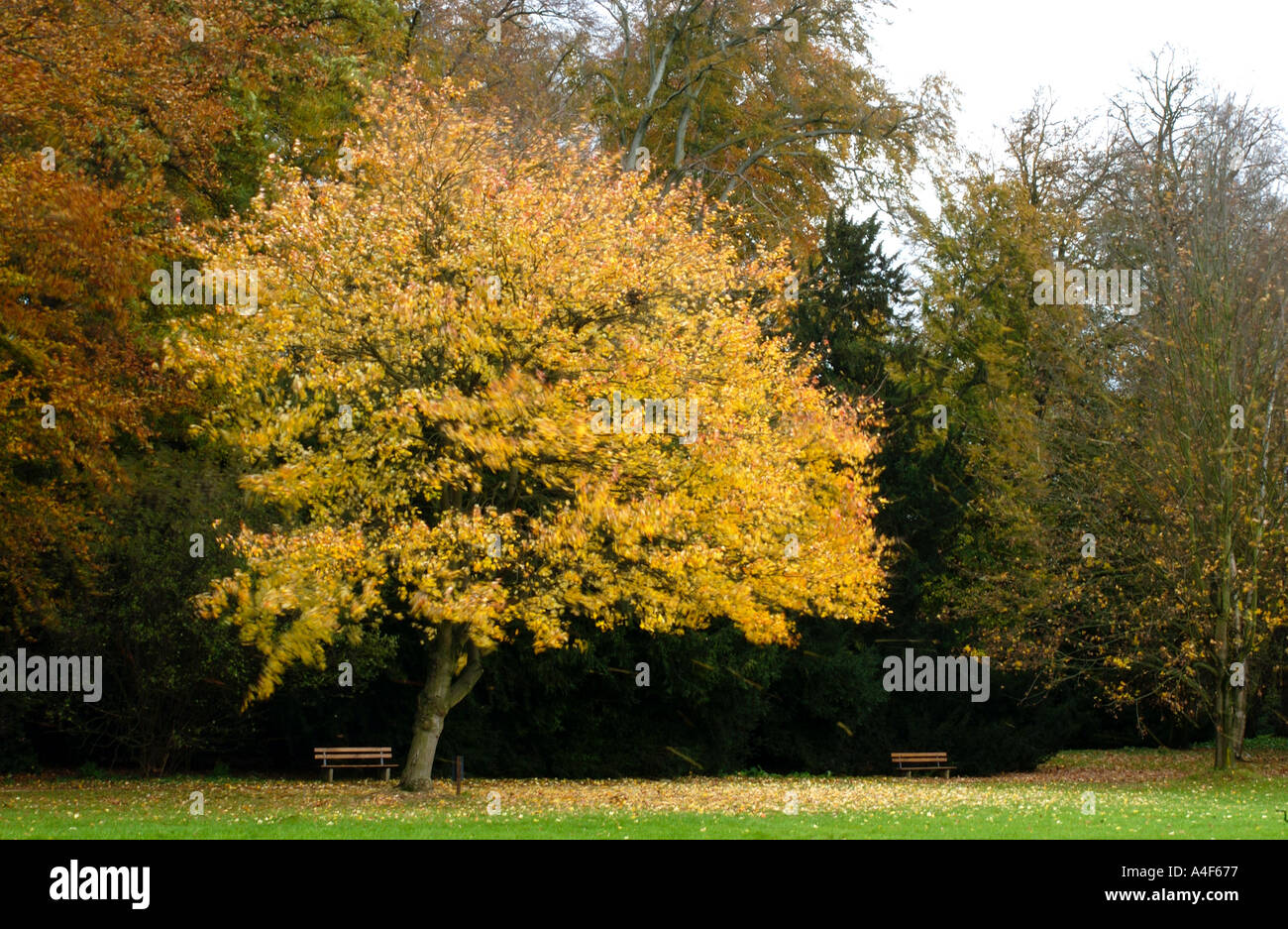 tree in fall colors in Germany Stock Photo - Alamy