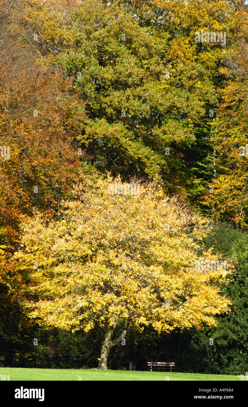 trees in fall colors in Germany Stock Photo - Alamy
