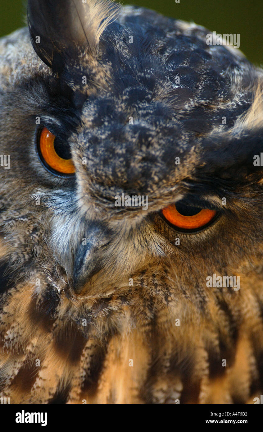 Owl Bubo Bubo Stock Photo - Alamy