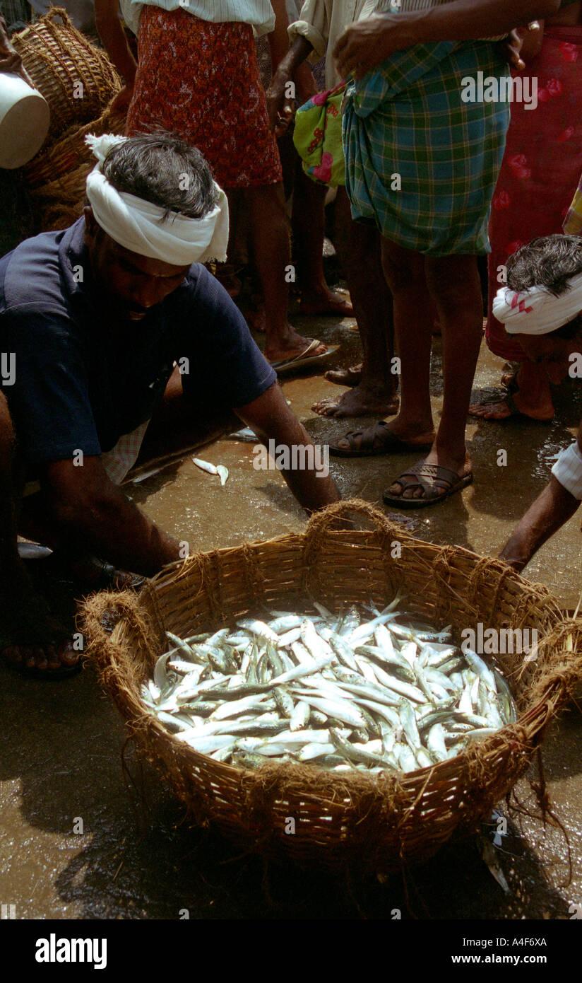 A basket of fish, the catch at a fish market in Kerala, India Stock ...