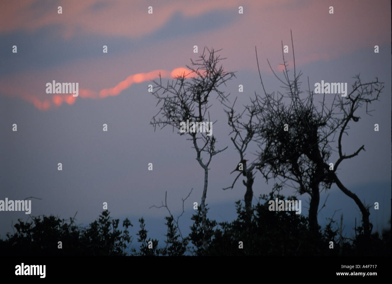 stratocumulus nimbostratus stratiformis sunset sky cloud Stock Photo ...