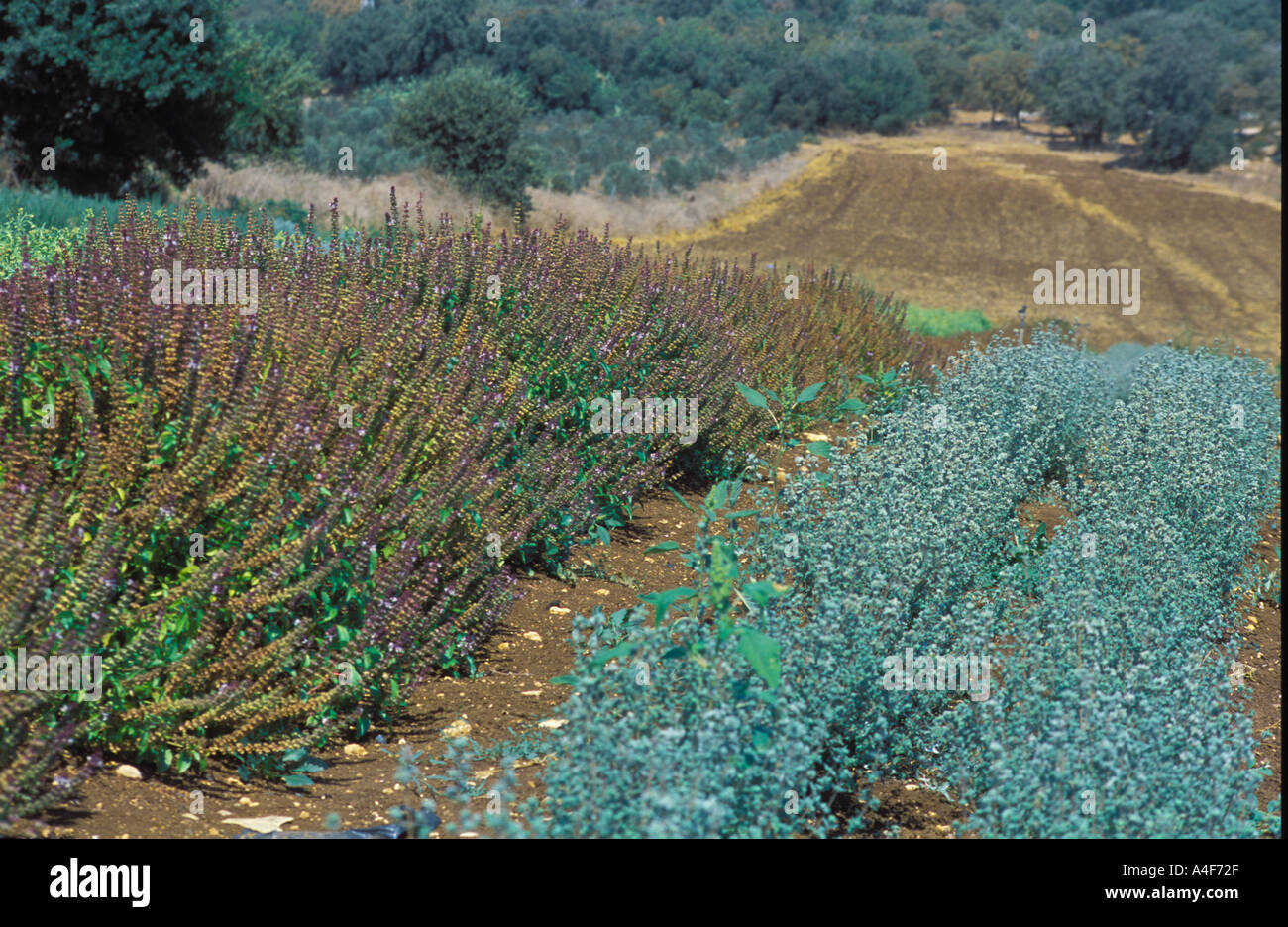 Agricultural products spice plants hi-res stock photography and images ...