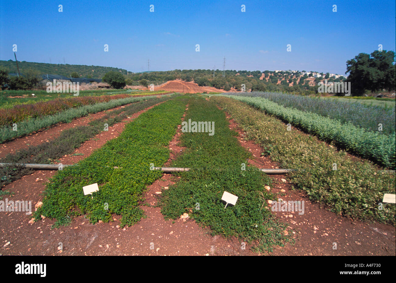 Agricultural products spice plants hi-res stock photography and images ...