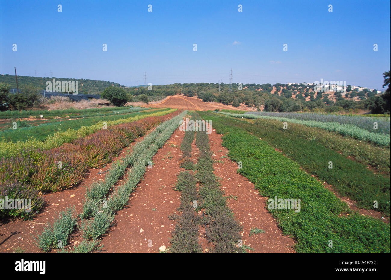Agricultural products spice plants hi-res stock photography and images ...