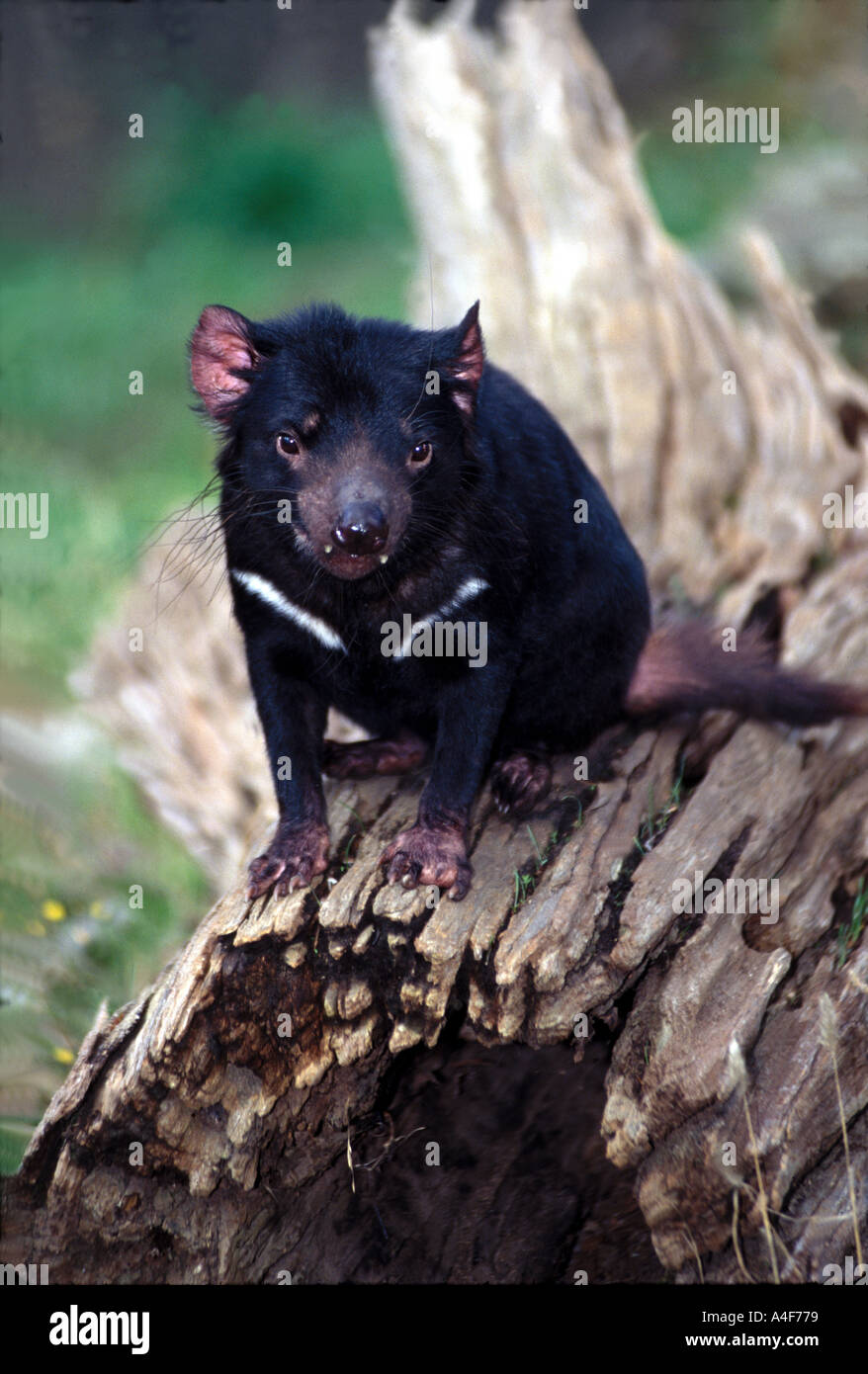 mammal Tasmanian devil tasmania Australia Stock Photo - Alamy