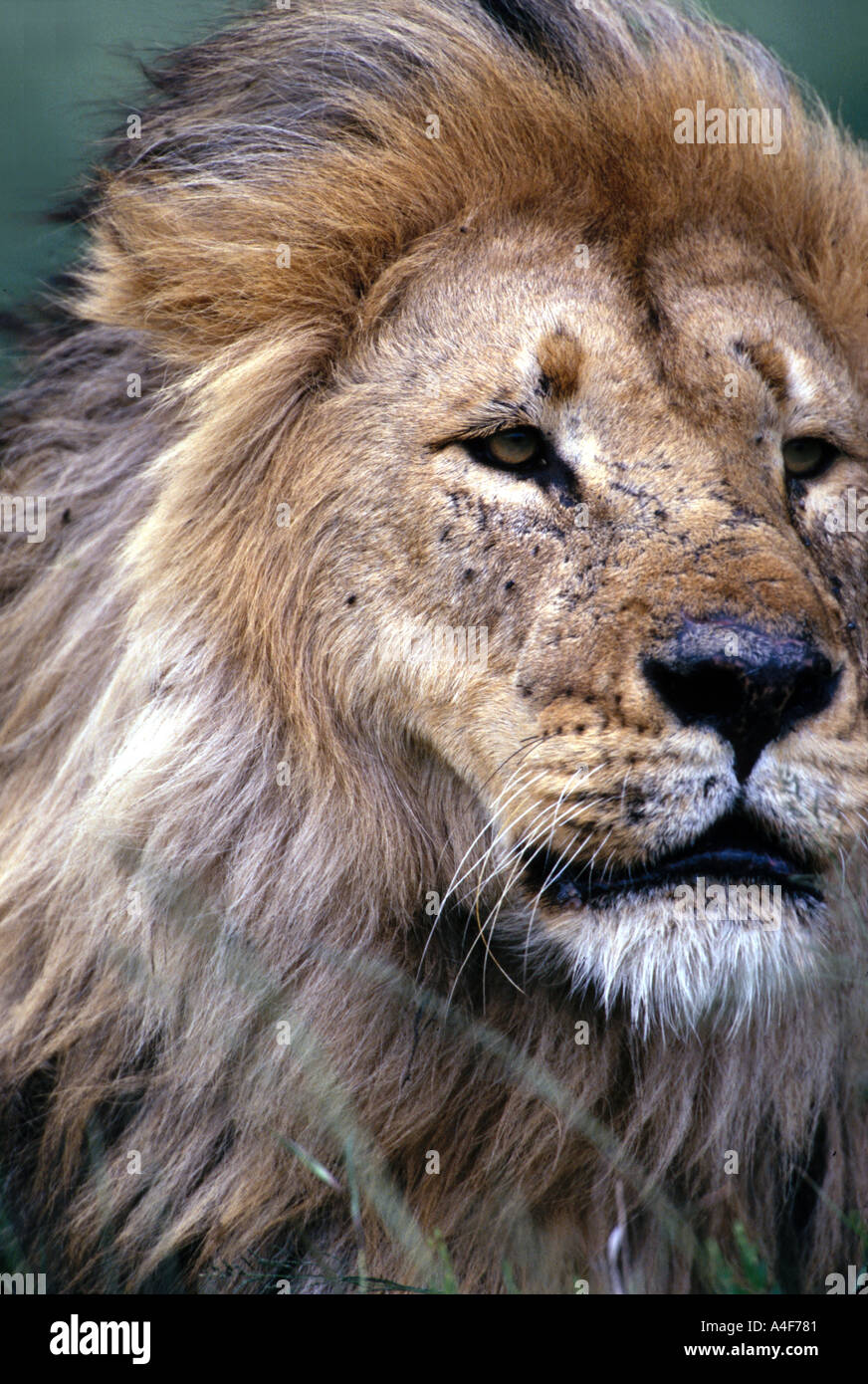 MAMMAL Male African lion Serengeti National Park Tanzania East Africa ...